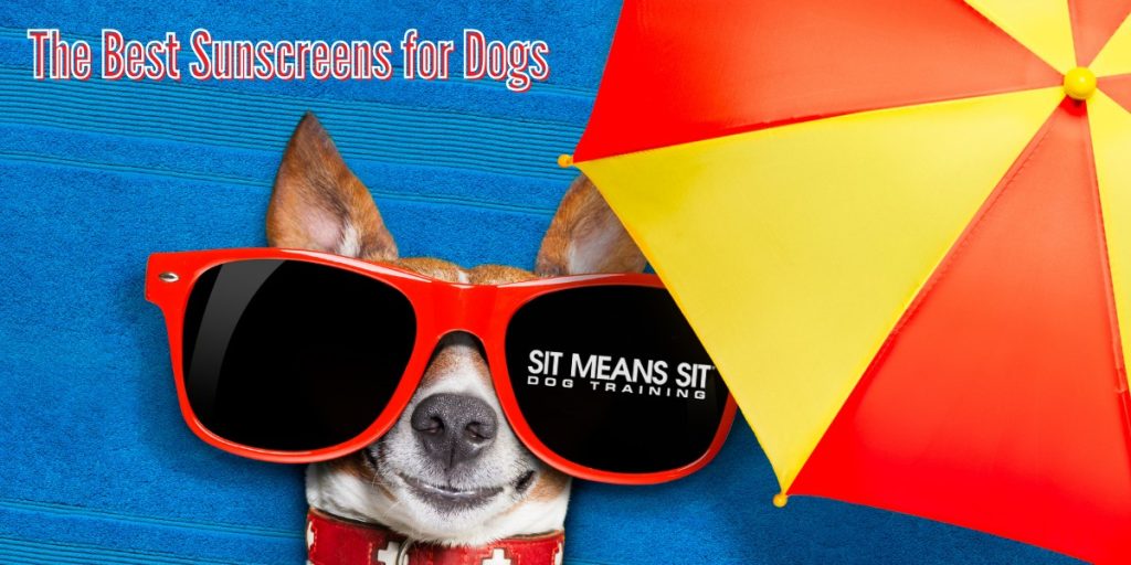 The Best Sunscreens for Dogs - Sit Means Sit Dog Training