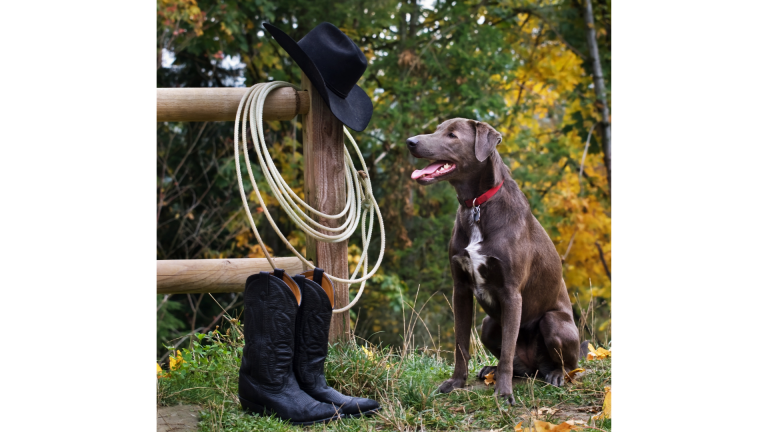 Blue Lacy: The Official Dog Breed of Texas - Sit Means Sit Dog Training