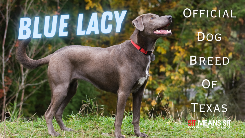 Blue Lacy: The Official Dog Breed of Texas - Sit Means Sit Dog Training