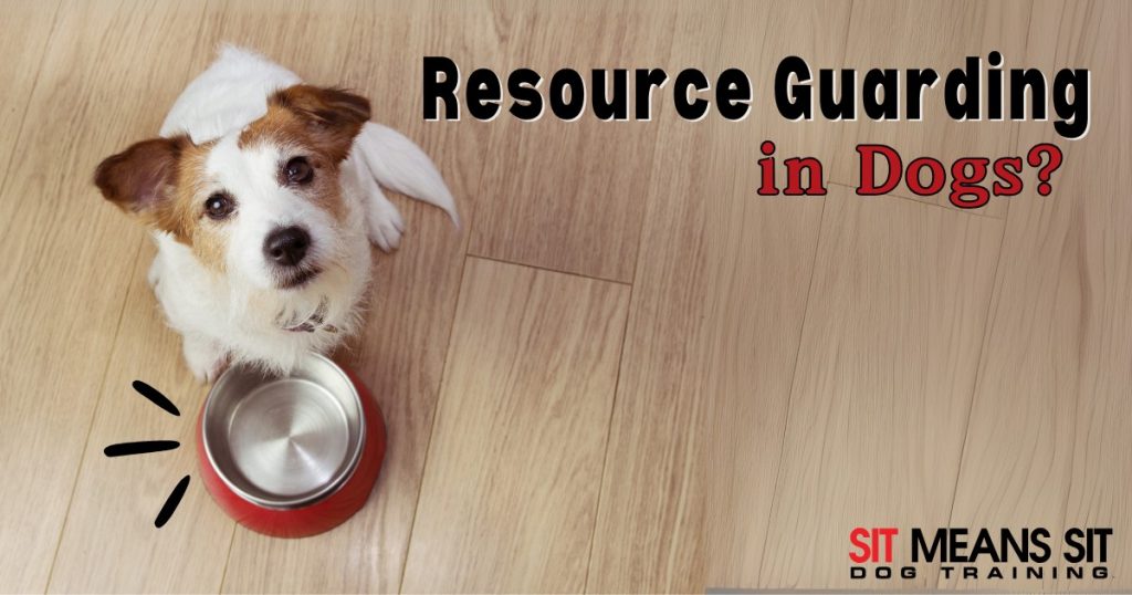 What is Resource Guarding in Dogs? - Sit Means Sit Dog Training